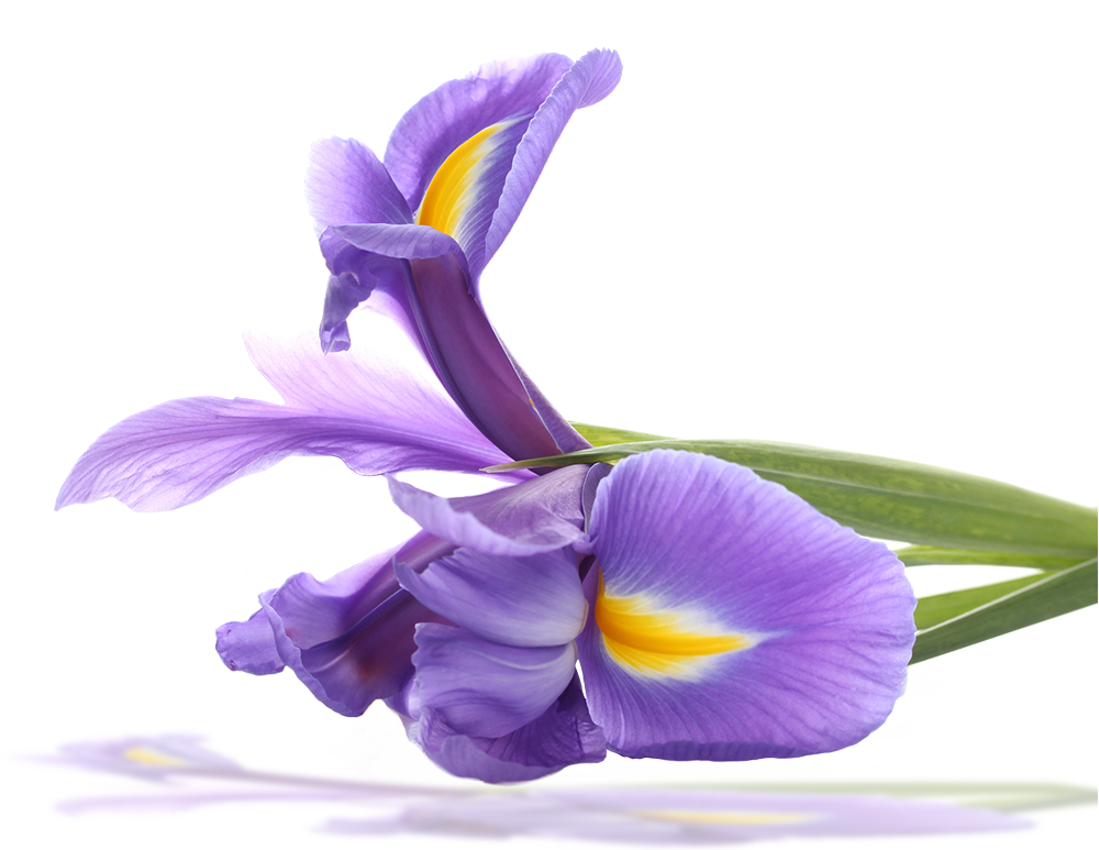 IRIS Florist Client App